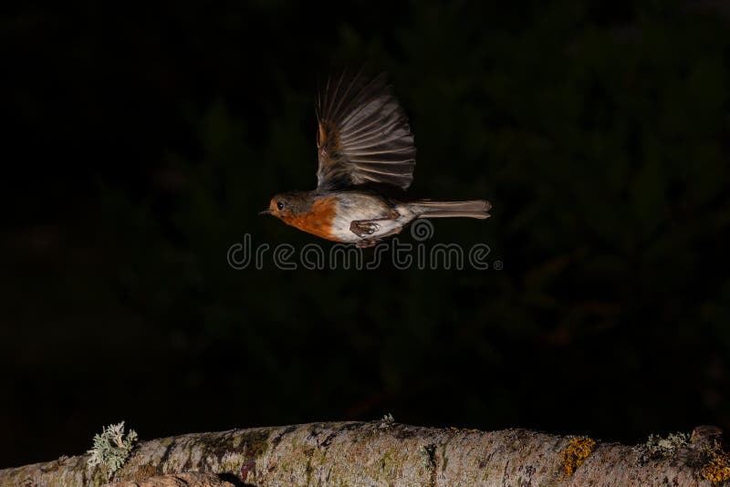 A Robin, Redbreast, in a Forest in Espejo, Alava Stock Image - Image of ...