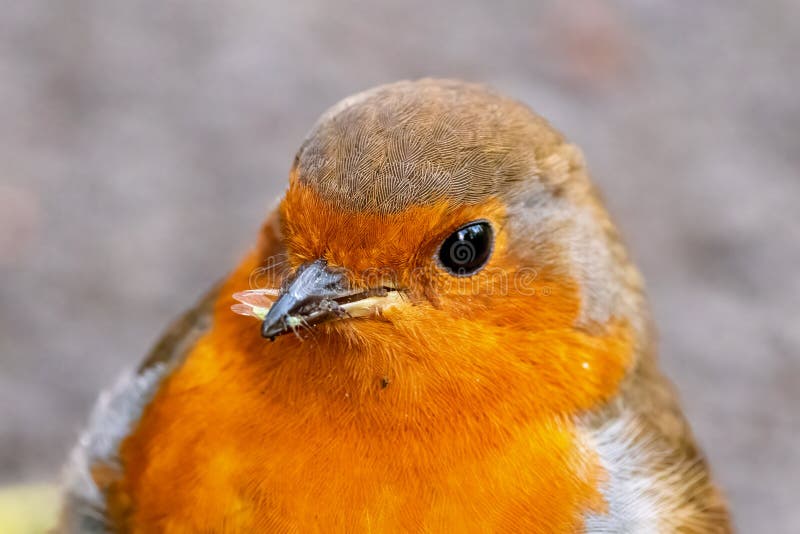 A Robin Redbreast Holds a Fly in Its Beak Stock Photo - Image of stump ...