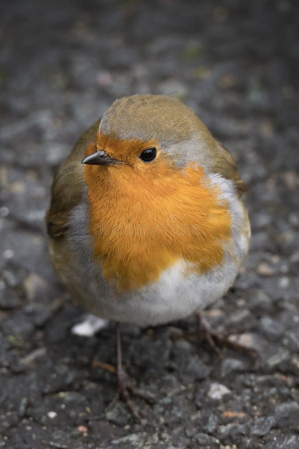 Robin Redbreast in Mid Winter Stock Image - Image of acting, redbreasts ...