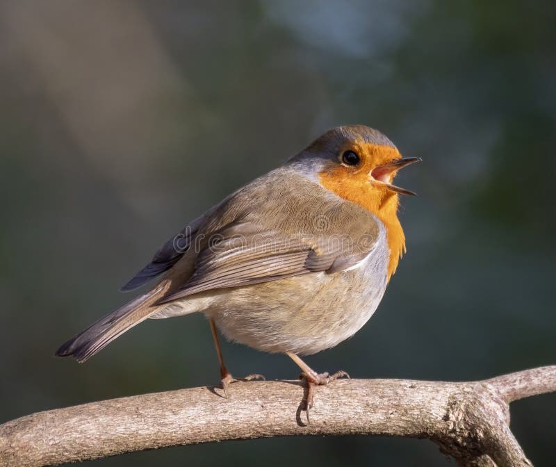 Robin Redbreast Perched on a Branch Stock Photo - Image of robin ...