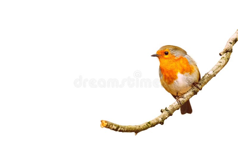 Robin redbreast. stock photo. Image of wildlife, isolated - 95509830