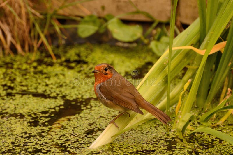 Robin Redbreast on Pond Plant Stock Photo - Image of profile, wildlife ...