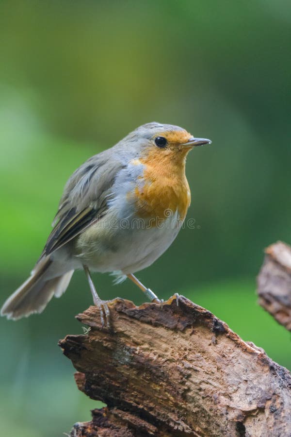Robin redbreast stock photo. Image of garden, green, nature - 58253812