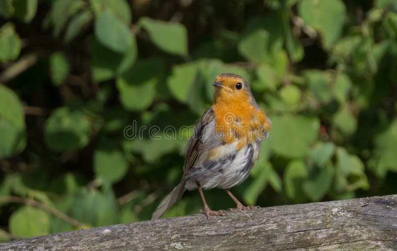 Robin redbreast stock image. Image of color, english - 58253875