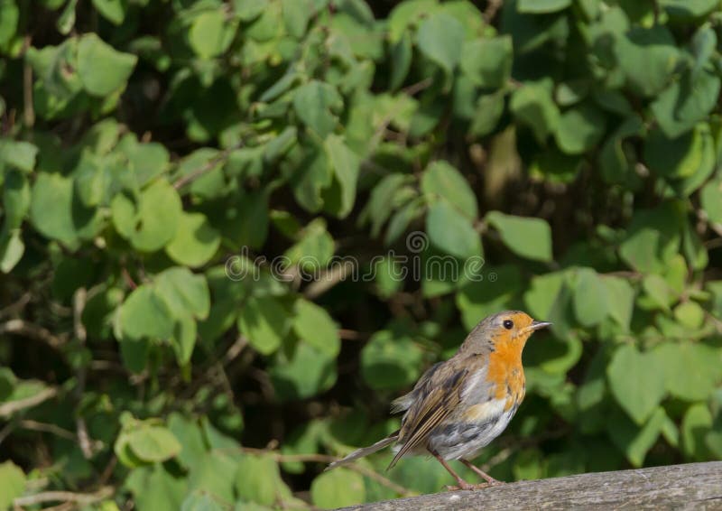 Robin redbreast stock image. Image of fowl, leaf, english - 58254573