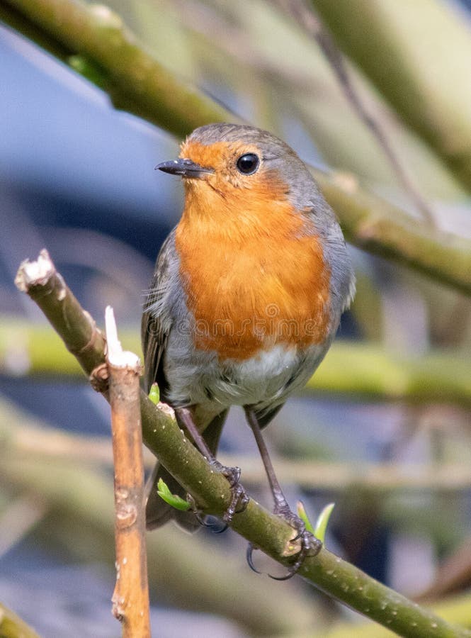 Robin Redbreast Enjoying Tidbits Stock Photo - Image of wildlife ...