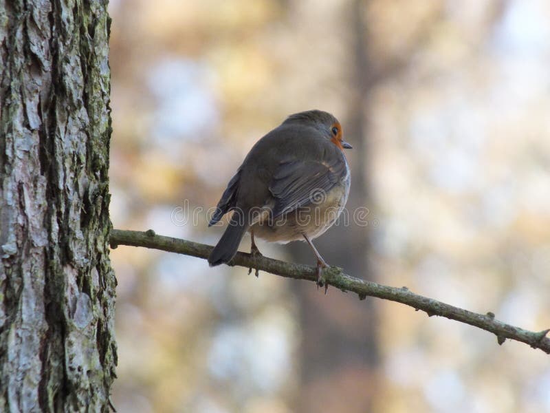 Robin stock image. Image of away, back, countryside, sitting - 85357955