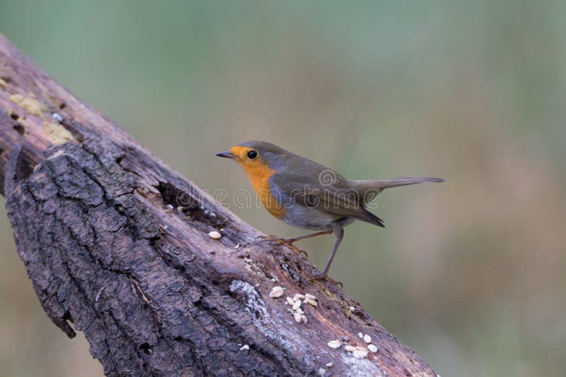 Robin redbreast stock photo. Image of wing, erithacus - 64681298