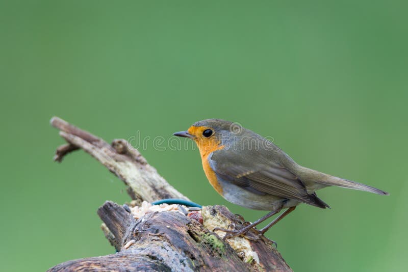 Robin redbreast stock photo. Image of redbreast, nature - 64681446