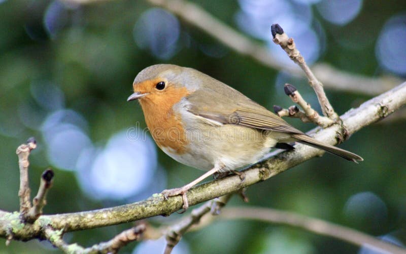 A Robin Redbreast in the Early Spring Stock Image - Image of bank ...