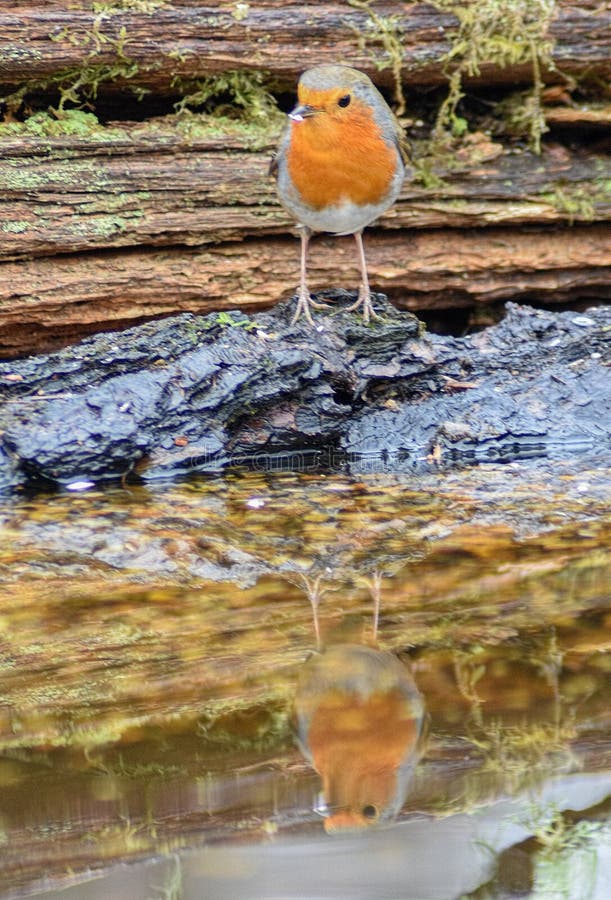 Robin with reflection stock photo. Image of breast, beaks - 137527418