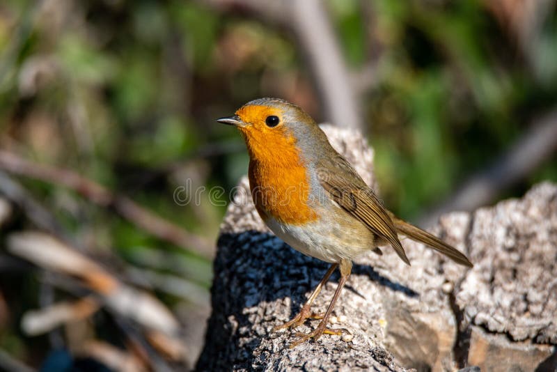 Robin resting on a branch stock photo. Image of ornithology - 232369900