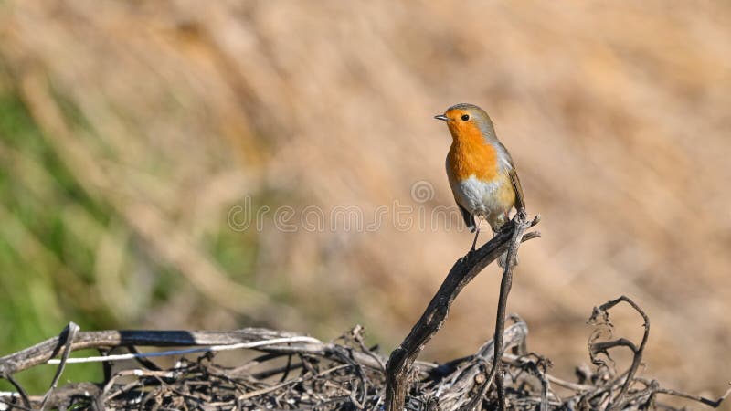 Robin Resting on a Dry Branch Stock Photo - Image of robin, cute: 238444014
