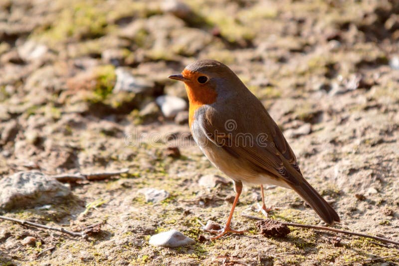 Robin resting stock photo. Image of nestling, clay, robin - 62333550