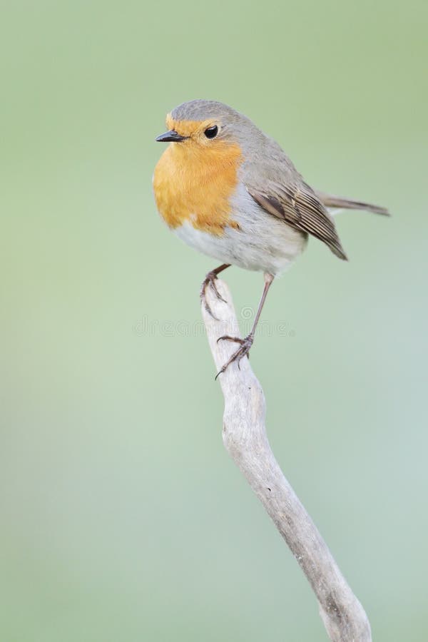 Robin stock image. Image of colourful, beauty, closeup - 108952023
