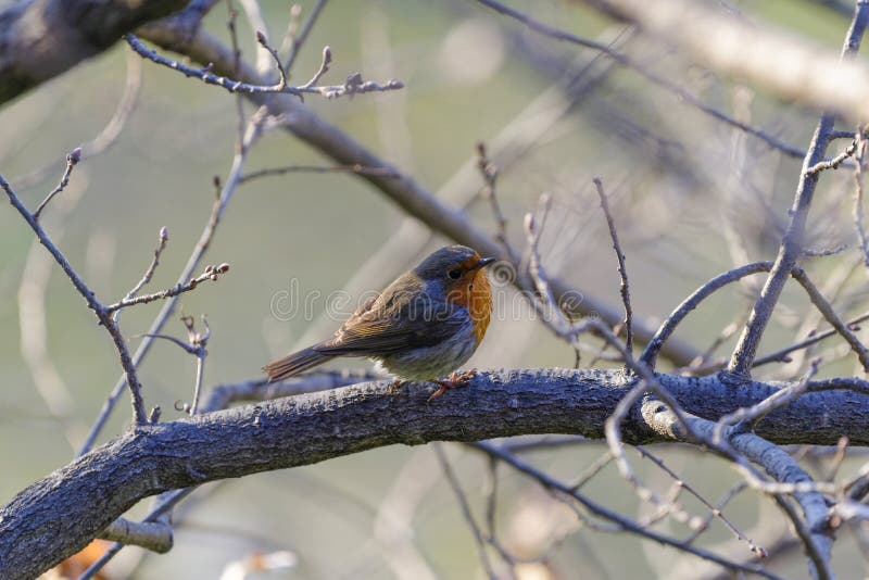 The robin stock image. Image of rome, sunny, grey, italy - 112960175