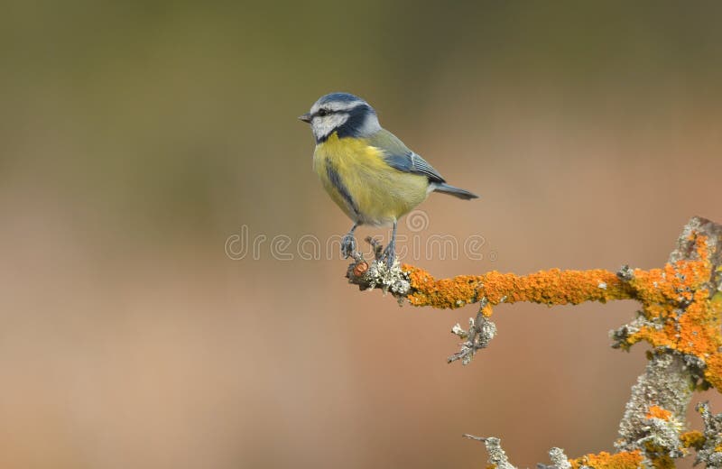 Robin stock photo. Image of perched, deer, flies, collalba - 161897570