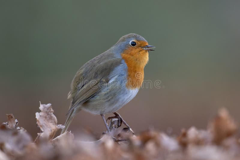 The Robin. Robin Sitting on a Branch in Pennington Flash. Stock Image ...