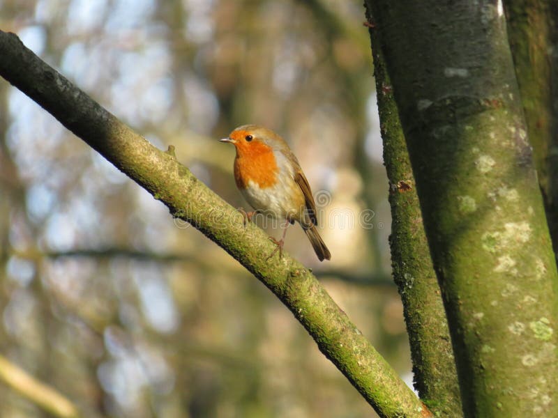Robin stock image. Image of reserve, nature, wildlife - 131841781