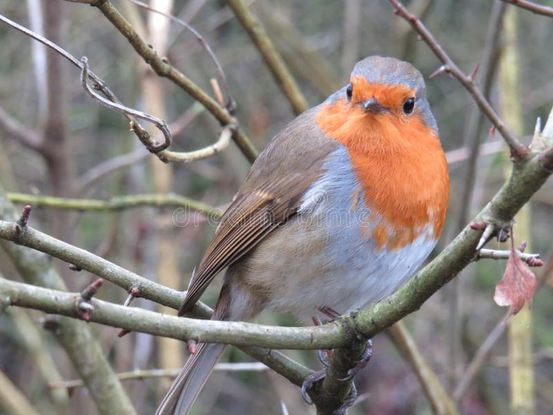Robin stock image. Image of tree, robin, rspb, outdoors - 140511387