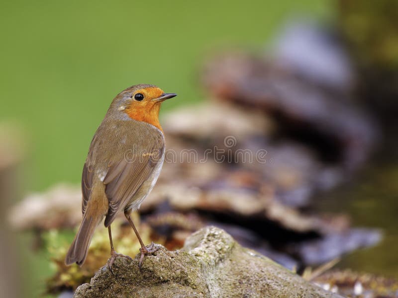 Robin on a rock stock photo. Image of sing, nature, redbreast - 24344370