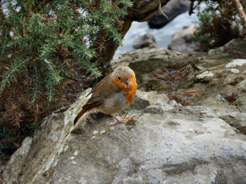 Looking down on robin stock image. Image of balance - 274059507