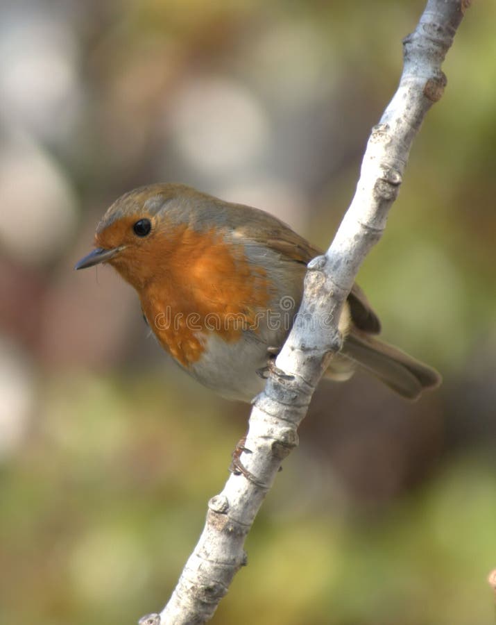 Robin-rote Brust Auf Baumzweig Stockbild - Bild von zweig, wildnis ...