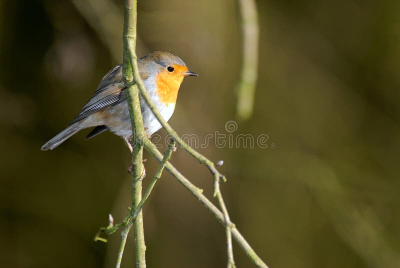 Robin-rote Brust auf Zweig stockbild. Bild von nave, blicke - 4376123