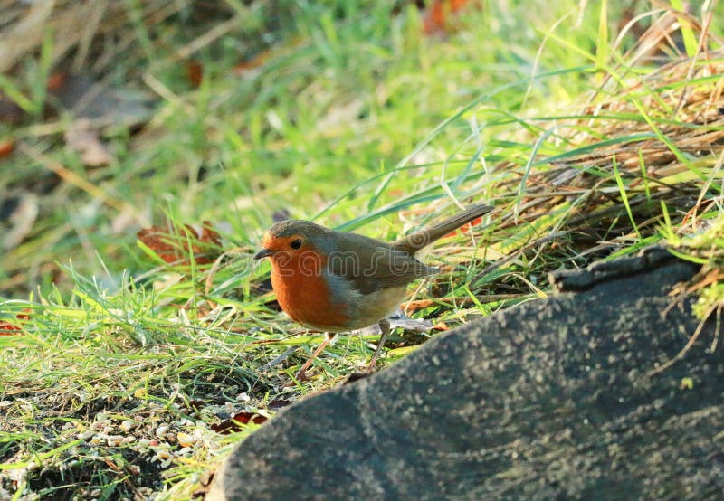 Robin running to the left stock photo. Image of outdoors - 240164708