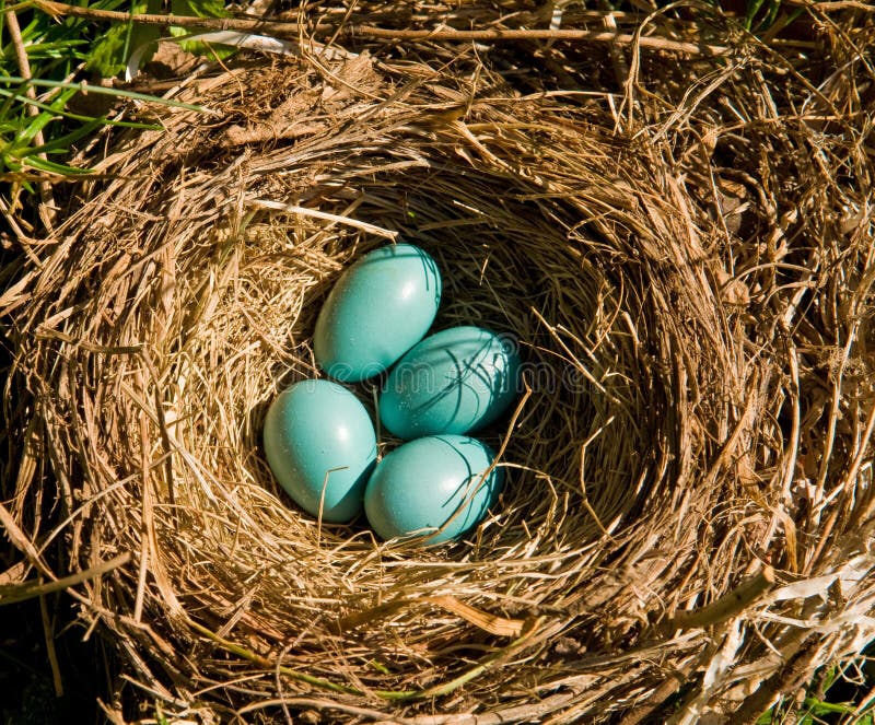 American Robin Eggs stock photo. Image of spots, wildlife - 22933510