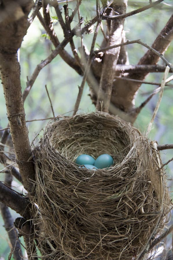 Robin s Nest stock image. Image of home, three, spring - 14175973