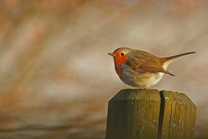 Robin s post stock photo. Image of frost, fence, fluffy - 25880708