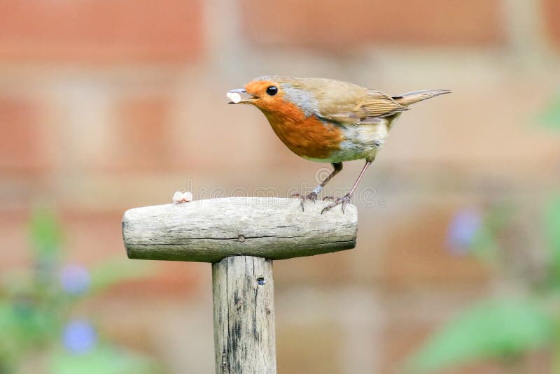 Robin Sat on a Garden Spade Handle Stock Image - Image of feather ...