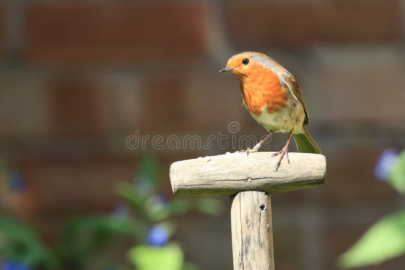 Robin Sat Garden Spade Handle Stock Photos - Free & Royalty-Free Stock ...