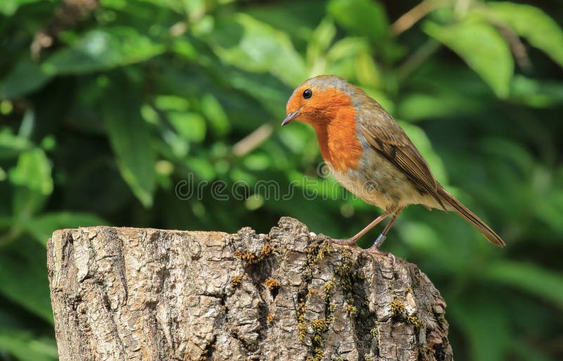 Robin sat on a log stock photo. Image of great, chest - 91528718