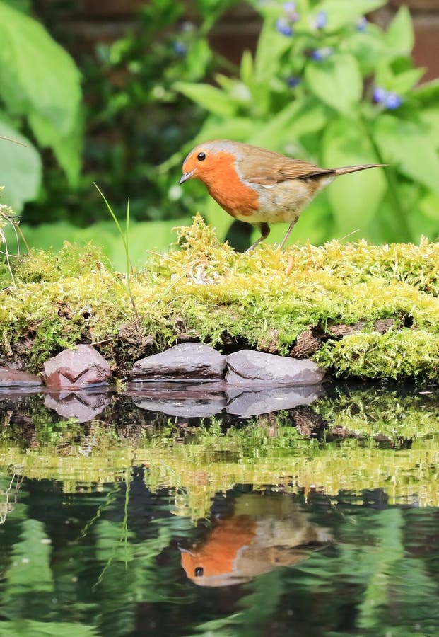 Robin sat on moss stock image. Image of fierce, christmas - 91567143
