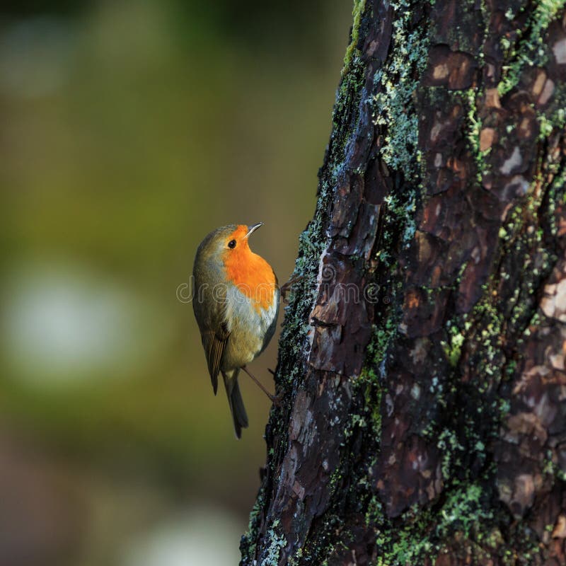 Robin stock photo. Image of tree, winter, robin, animals - 76652866