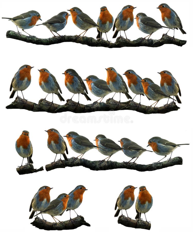 Robin Sheet Stock Photos - Free & Royalty-Free Stock Photos from Dreamstime