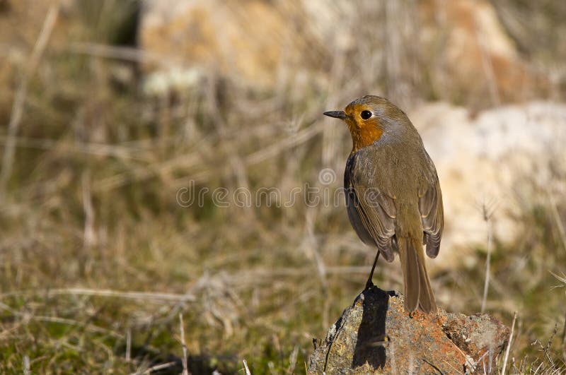 Robin Showing Back Details stock image. Image of bill - 28923001