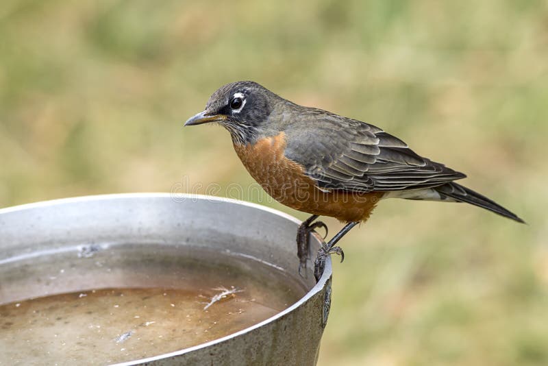 Robin on Side of Bird Bath. Stock Photo - Image of rathdrum, clean ...