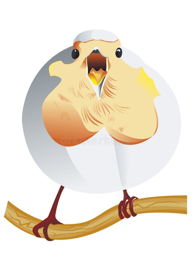 Robin singing on branch stock vector. Illustration of erithacus - 70999879