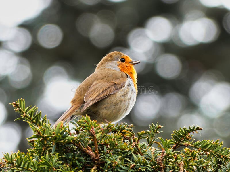 A robin singing on a bush stock image. Image of robin - 273825695