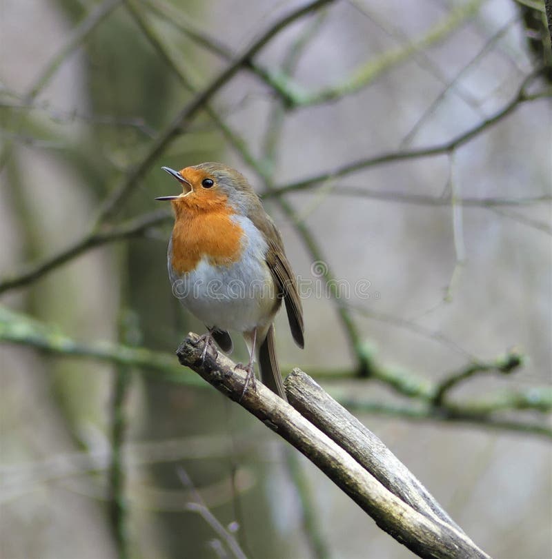 Robin Singing on Branch in Sunlight Stock Photo - Image of passerine ...