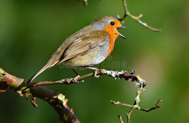 A robin singing stock photo. Image of bird, colour, twitch - 174713434