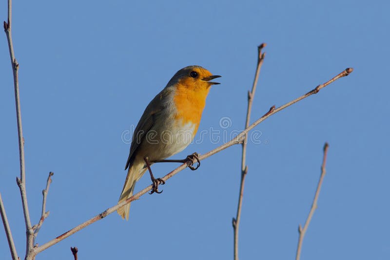 A Robin Singing in the Spring Sunshine. Stock Photo - Image of ...