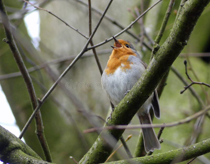 Robin Singing in Spring among Tree Branches Stock Image - Image of wood ...