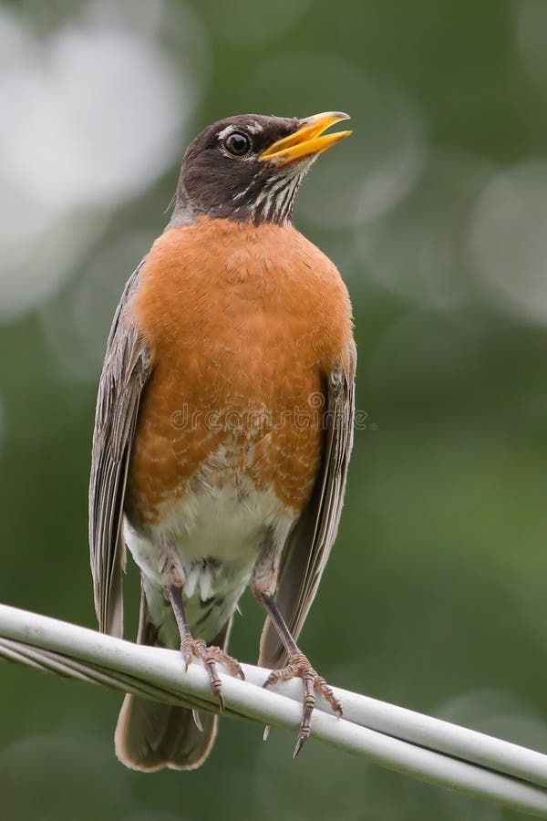 Robin Singing Sur Un Fil Dans HDR Image stock - Image du orange ...