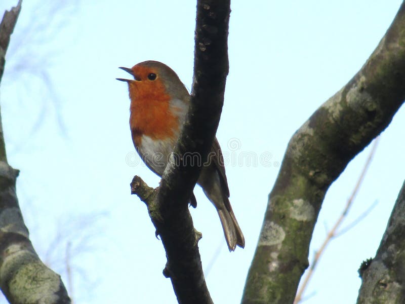 Robin Singing in Tree Branch Stock Photo - Image of bird, song: 259656822