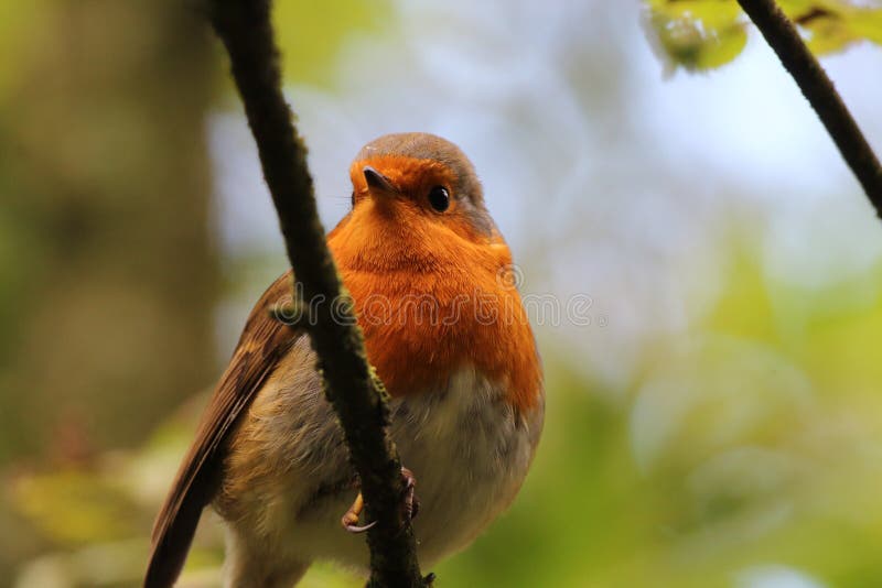 208 Tweeting Birds Stock Photos - Free & Royalty-Free Stock Photos from ...