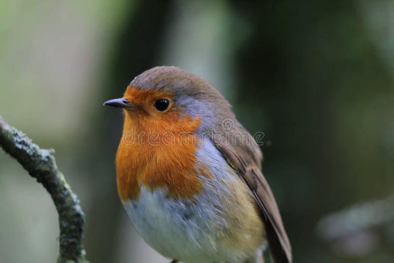 A Robin Singing in a Tree in the Forest Stock Photo - Image of beak ...